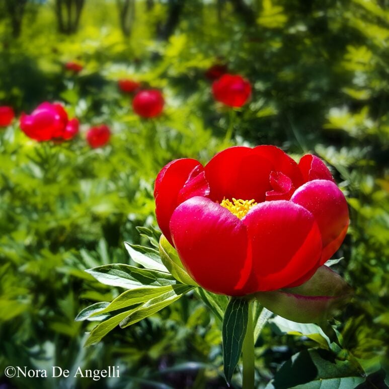 Bujorul românesc, cel mai cunoscut bujor de la noi • Societatea ...
