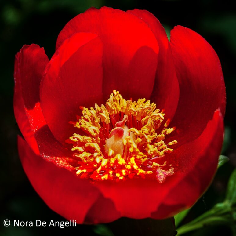 Bujorul românesc, cel mai cunoscut bujor de la noi • Societatea ...