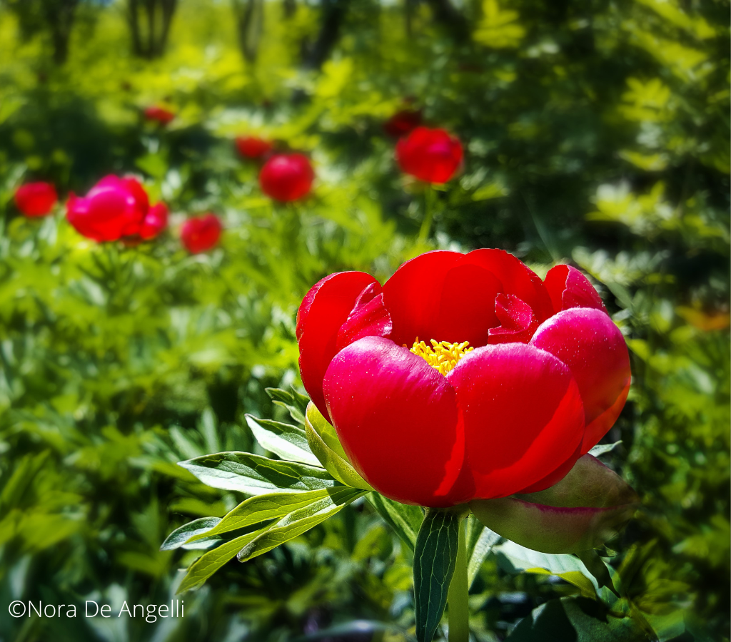Bujorul românesc, cel mai cunoscut bujor de la noi • Societatea ...