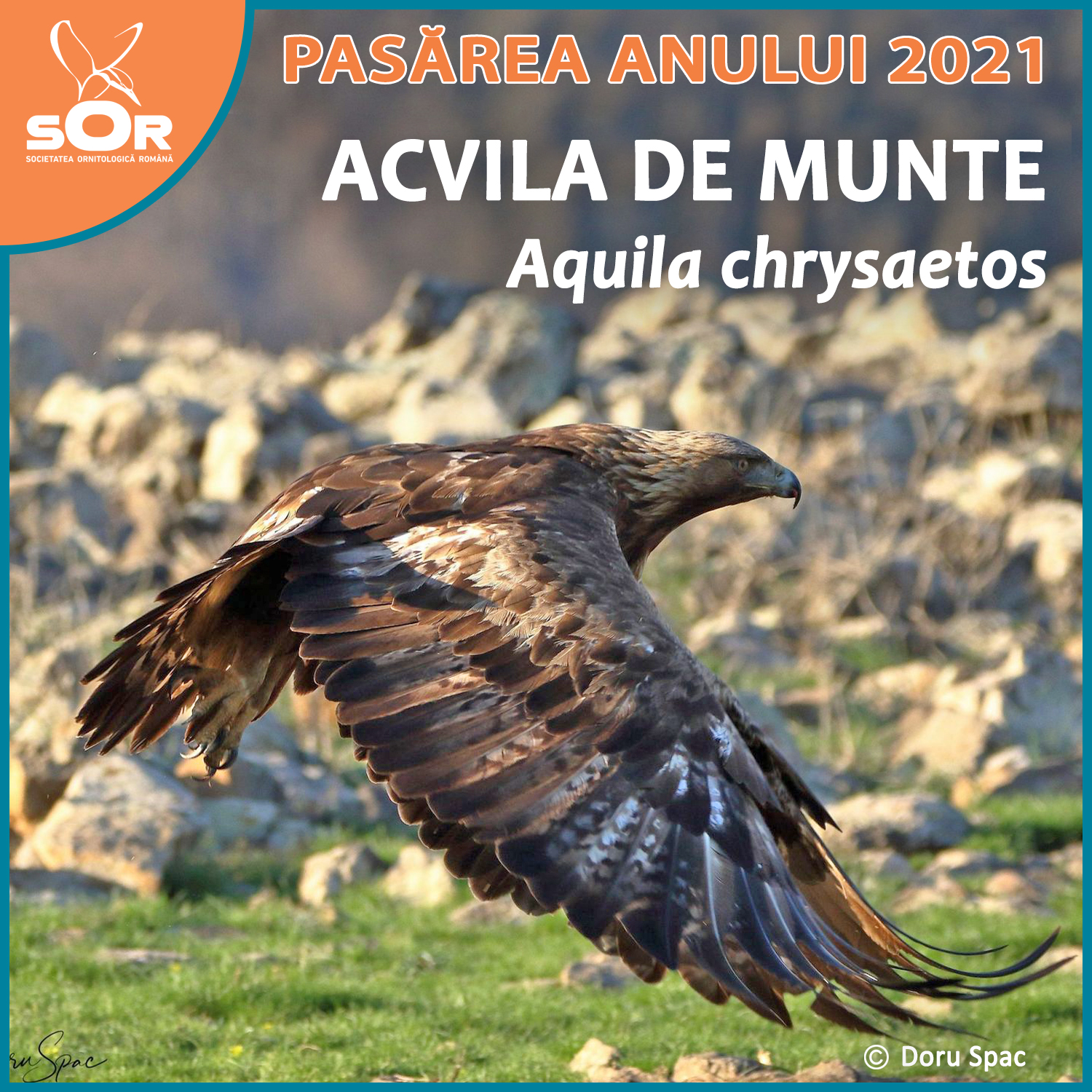 Pasărea Anului 2021