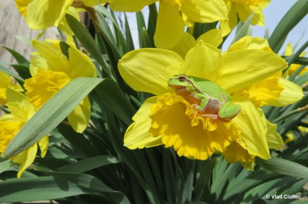Școli Prietenoase cu Natura-sezon de primăvară • Societatea ...