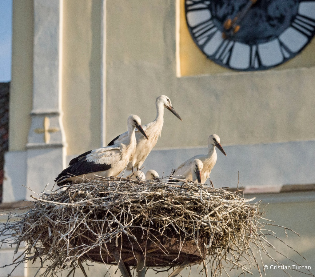 Peste 400 de cuiburi noi descoperite cu ajutorul aplicației Uite barza ...
