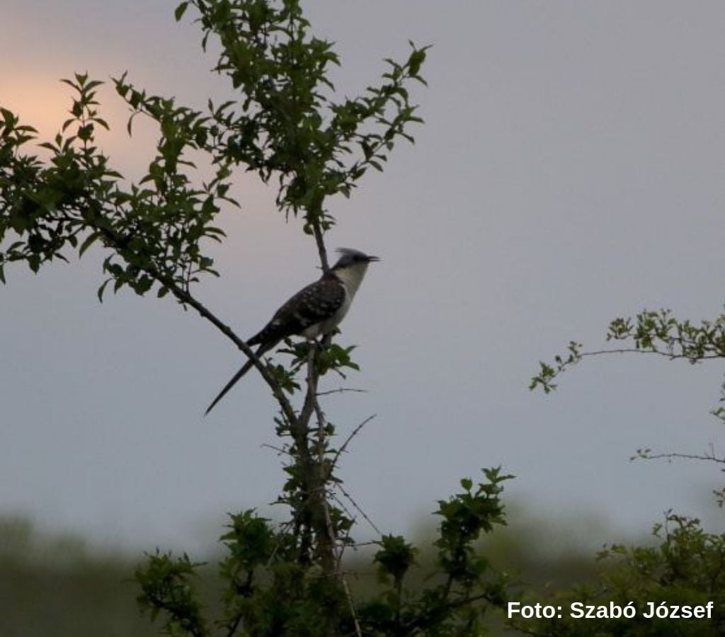 O nouă specie de cuc în România • Societatea Ornitologică Romană