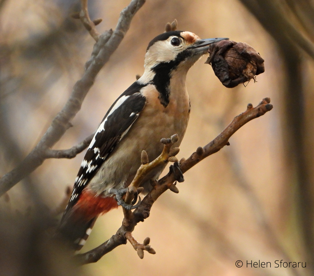 Nucul • Societatea Ornitologică Romană