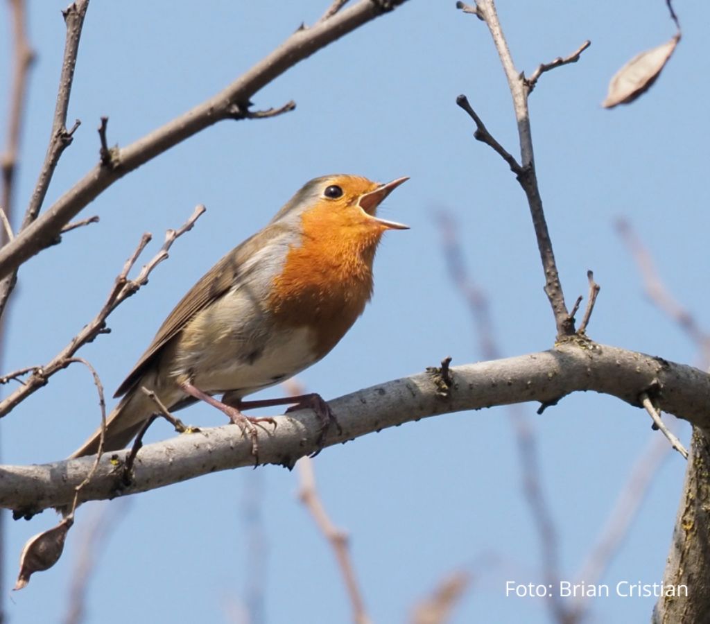 Școli Prietenoase cu Natura-sezon de primăvară • Societatea ...