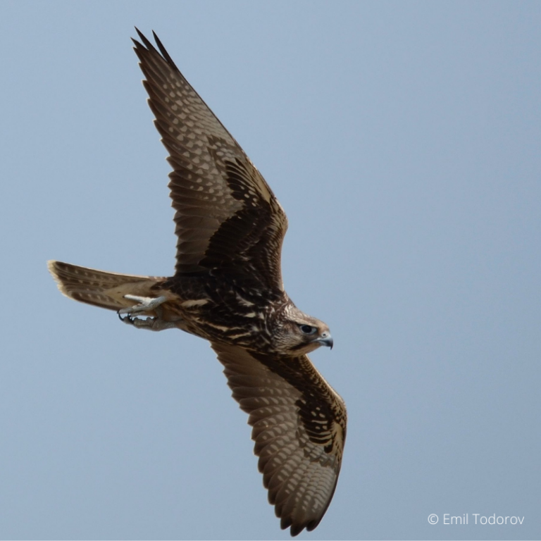 Șoimul dunărean încă este rara avis • Societatea Ornitologică Romană