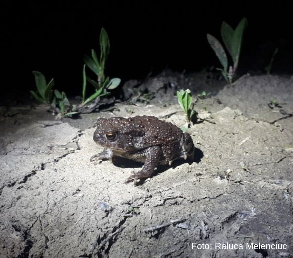 Specie nouă în situl Iezer Călărași, broasca râioasă brună • Societatea ...