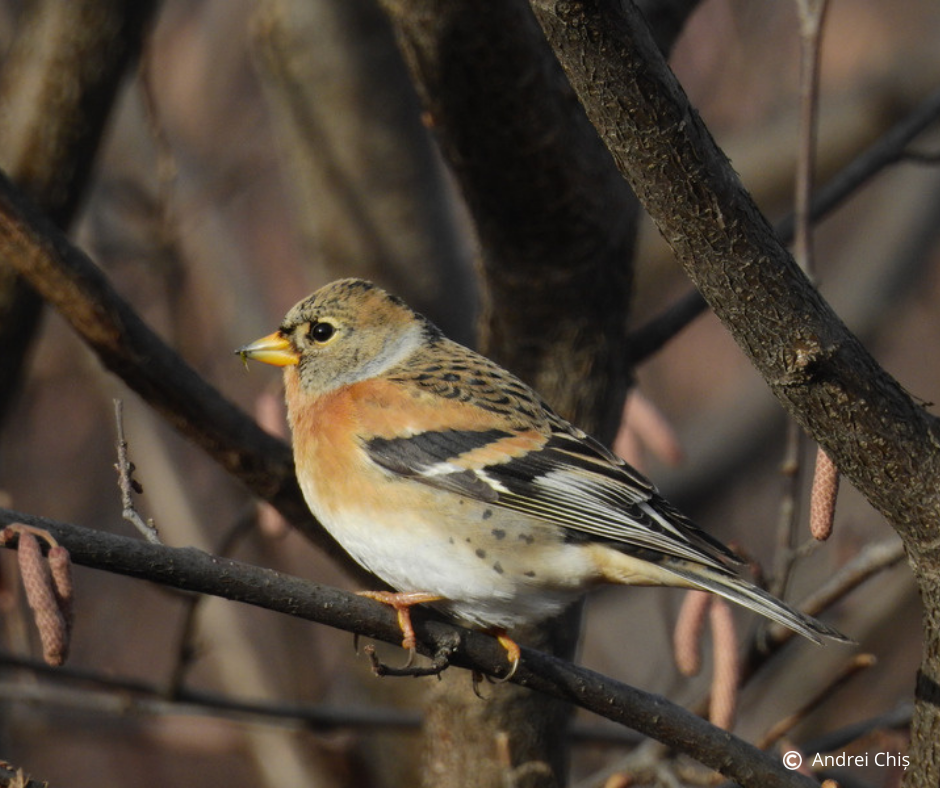 „Invazie” de cinteze de iarnă în Parcul Național Cozia • Societatea ...