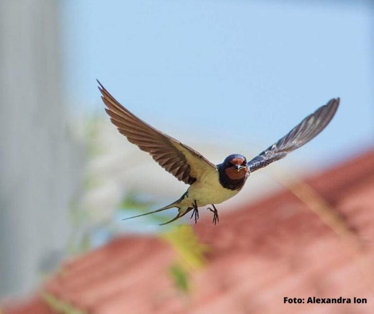 Rândunica, de la legendă la realitate • Societatea Ornitologică Romană