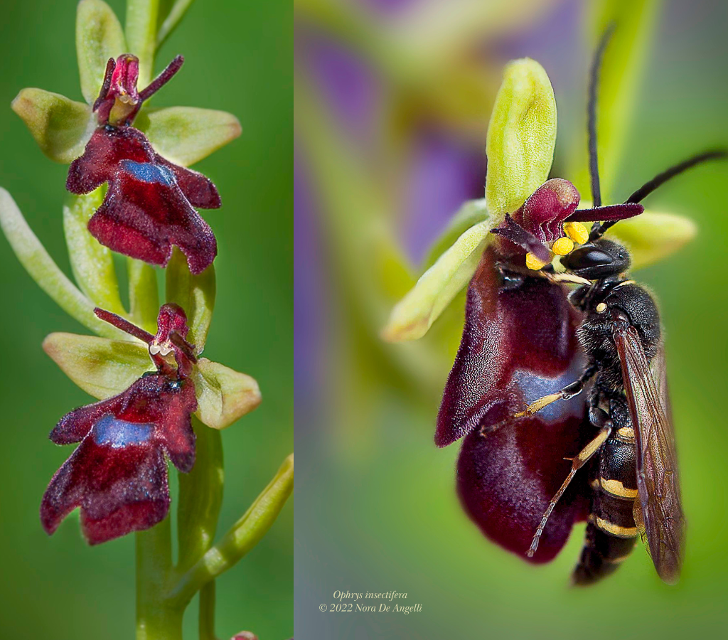 Seducătoarea orhidee albină • Societatea Ornitologică Romană
