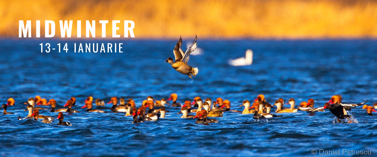 Societatea Ornitologică Română