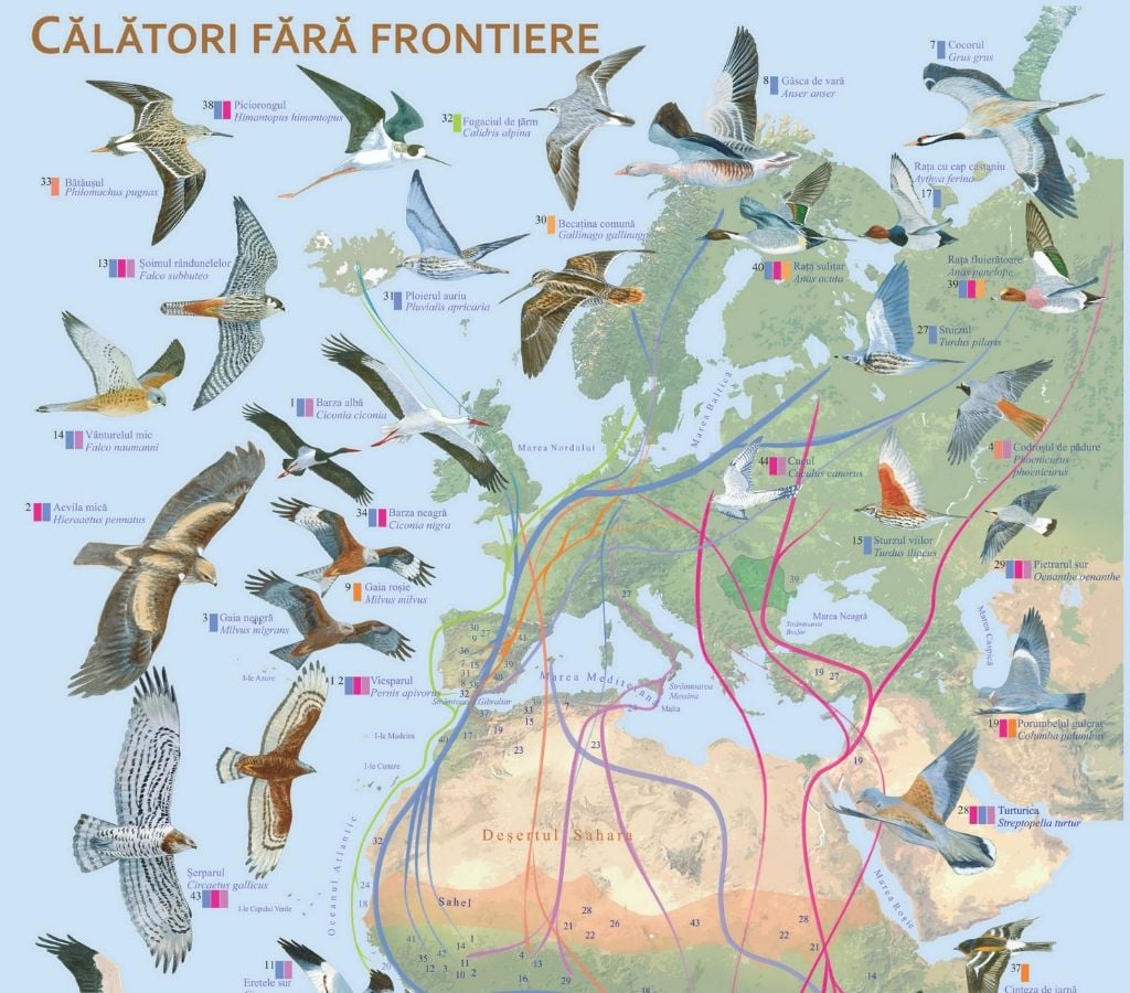 Cadou de Ziua Păsărilor Migratoare • Societatea Ornitologică Romană