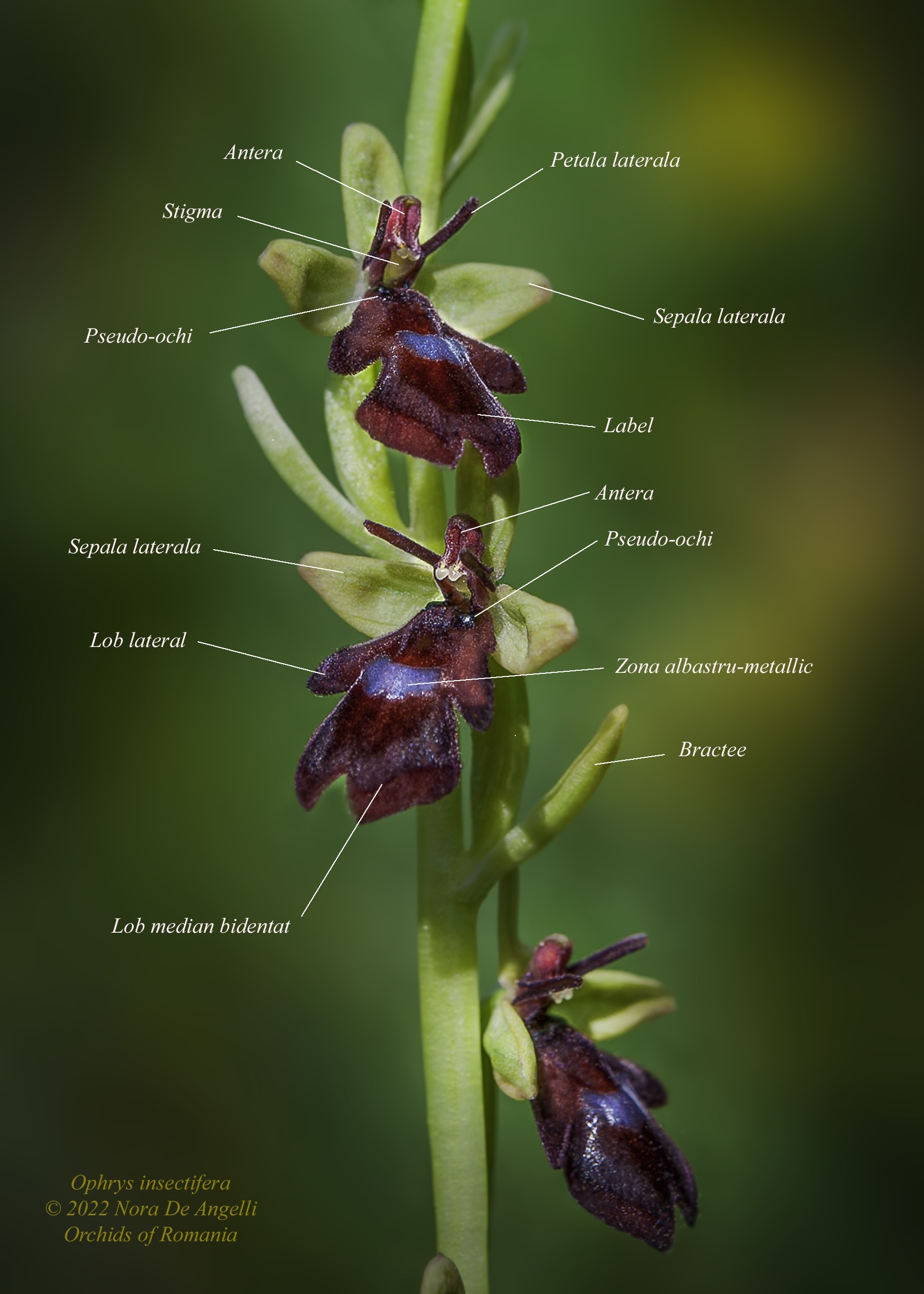 Seducătoarea orhidee albină • Societatea Ornitologică Romană