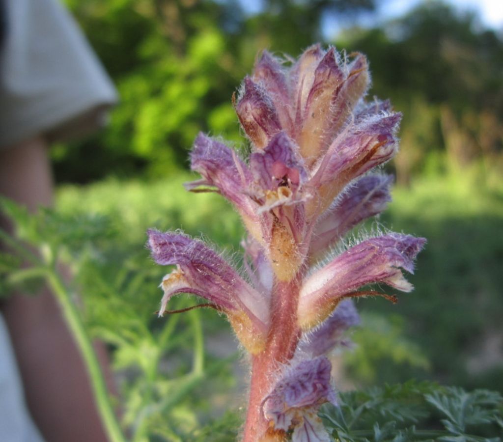 O nouă specie în flora României • Societatea Ornitologică Romană