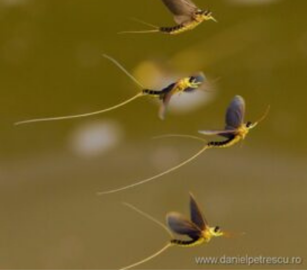 Un altfel de Rusalii • Societatea Ornitologică Romană