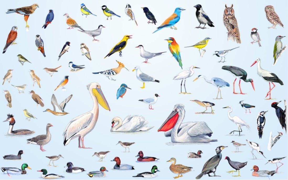 Păsările Deltei • Societatea Ornitologică Romană