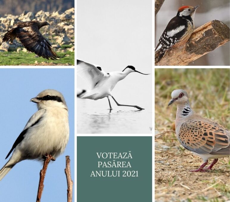 Pasărea Anului 2021 • Societatea Ornitologică Romană