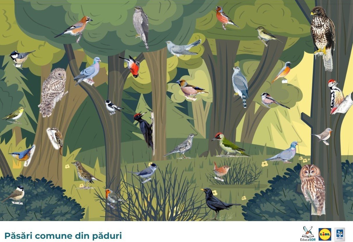 Sunetele păsărilor • Societatea Ornitologică Romană