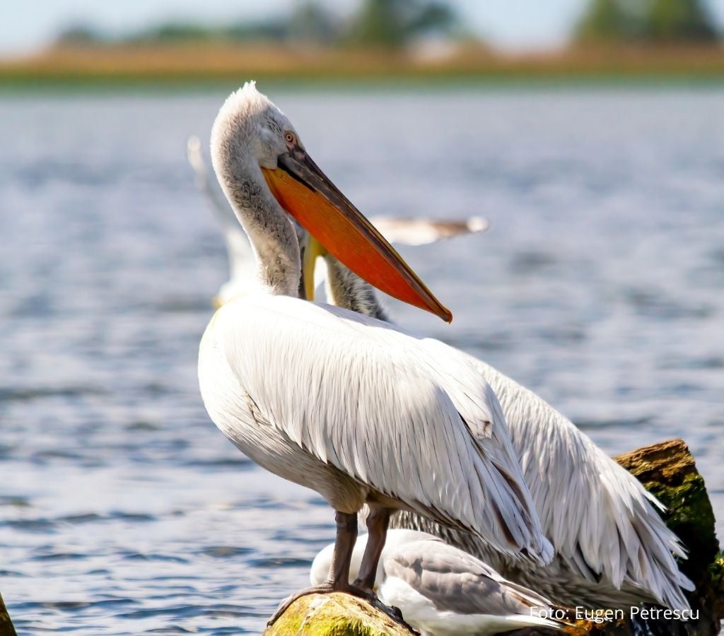 Pelican Way of LIFE: Populația de pelicani creți din România rămâne ...