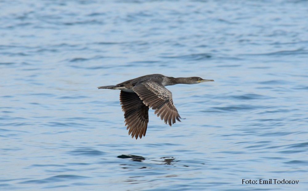 Cormoranul moțat cuibărește, în premieră, în România • Societatea ...