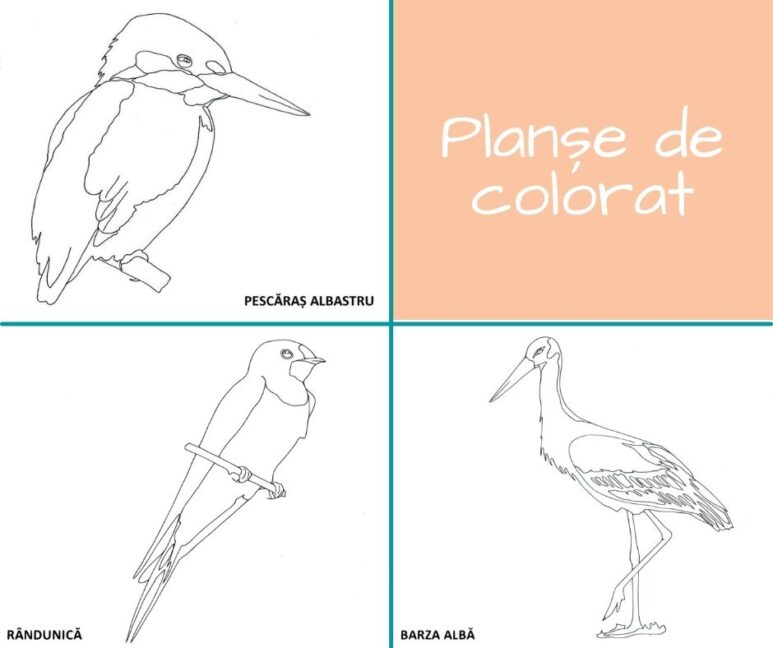Planșe de colorat • Societatea Ornitologică Romană