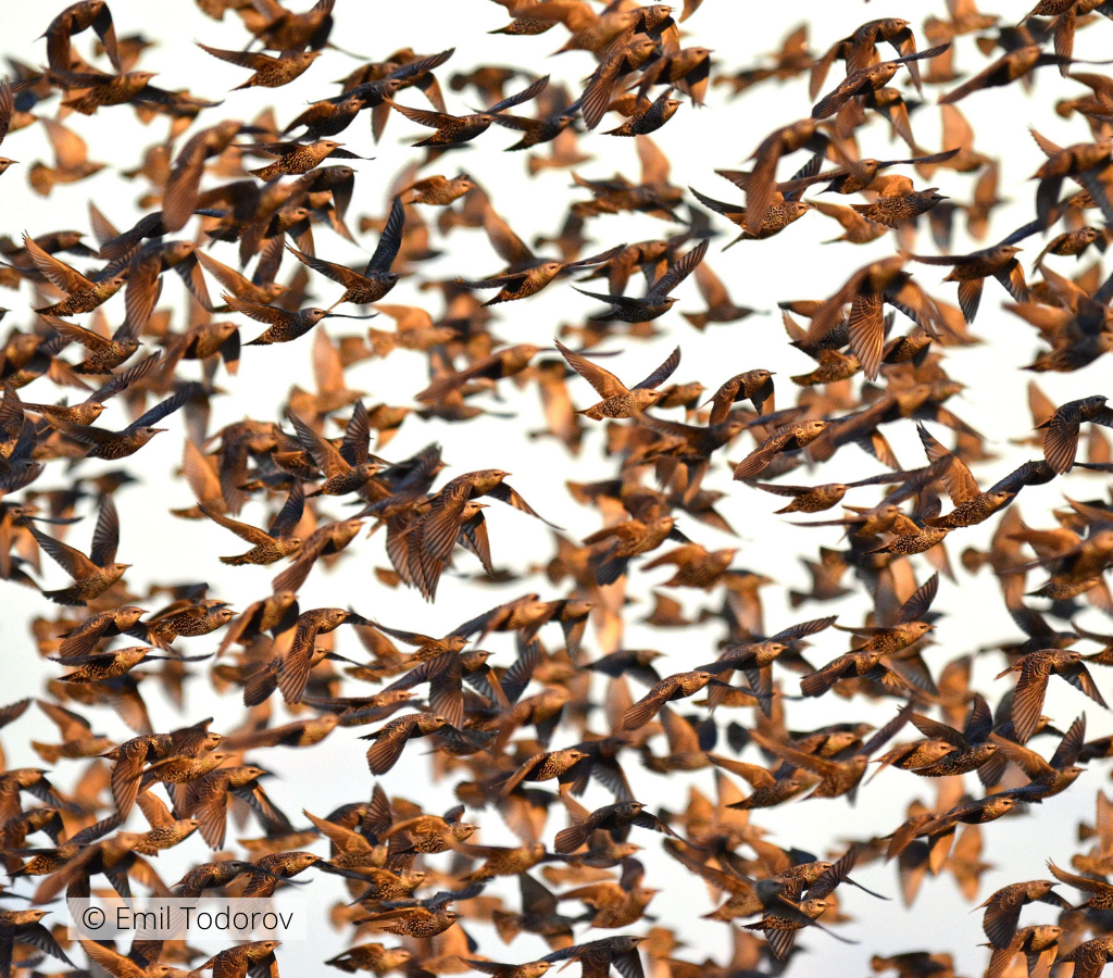 Graurul, one-bird show • Societatea Ornitologică Romană