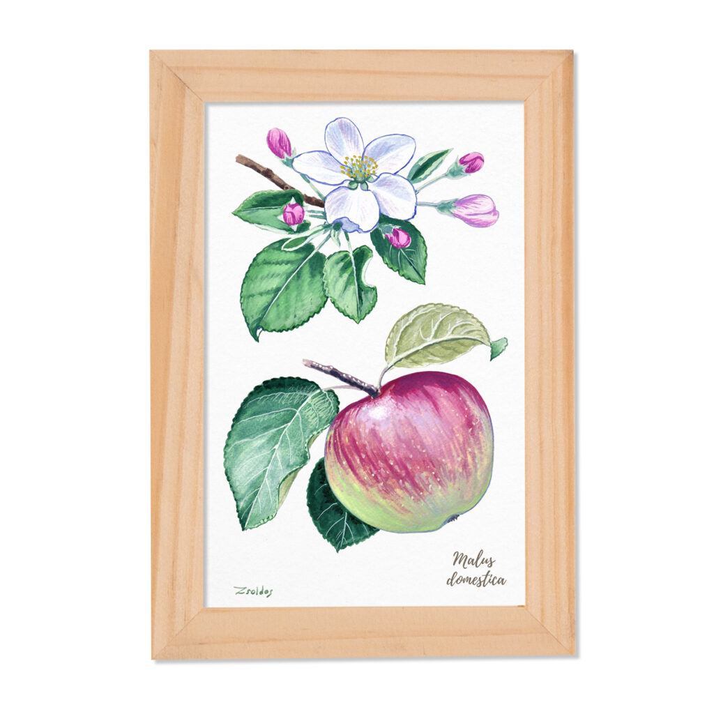Tablou Malus domestica • Societatea Ornitologică Romană