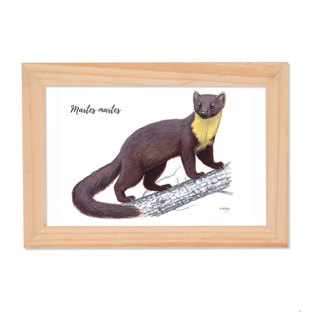 Tablou Jder de copac • Societatea Ornitologică Romană