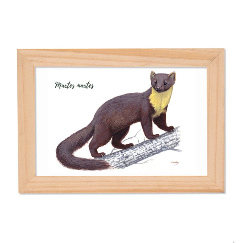 Tablou Jder de copac • Societatea Ornitologică Romană