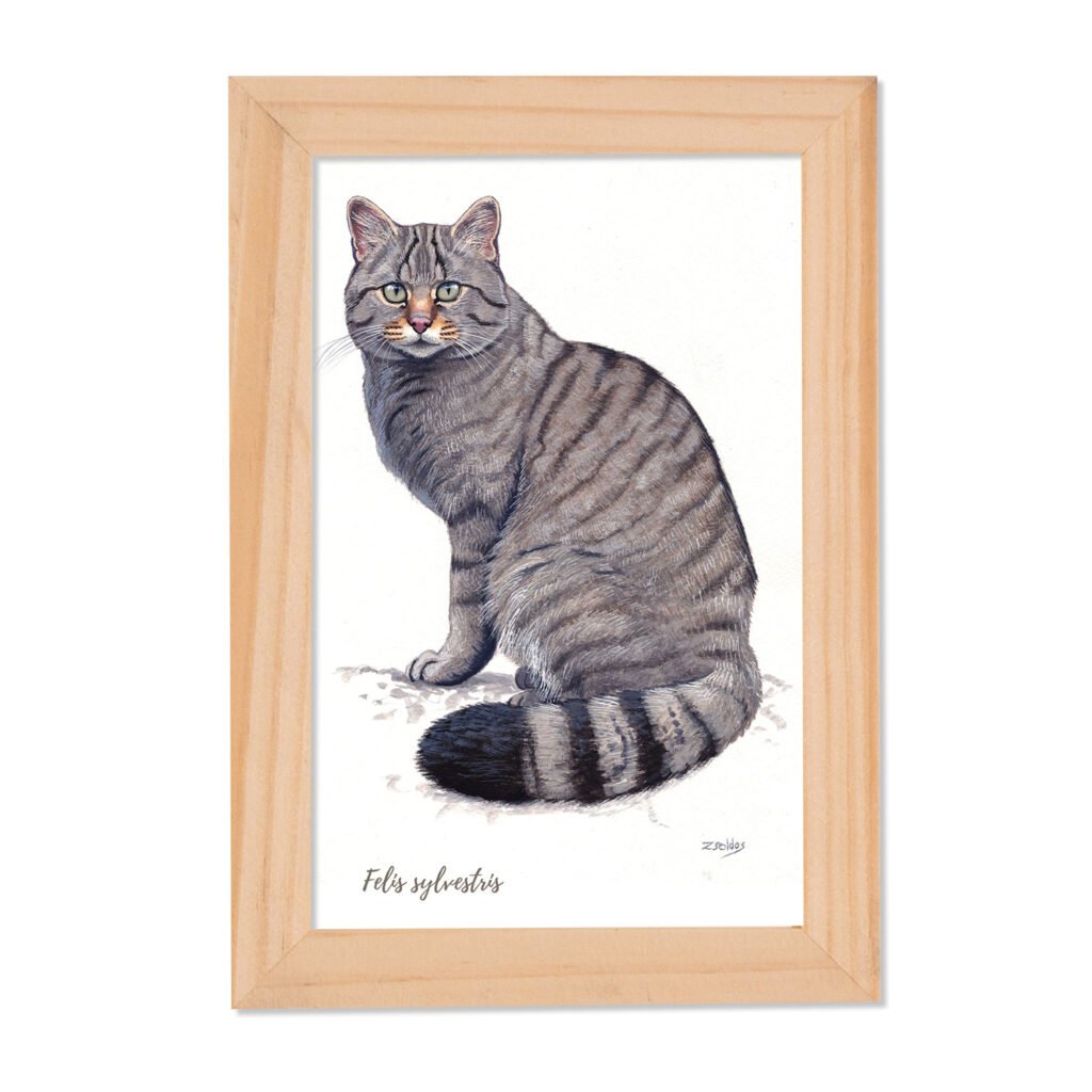 Tablou pisică salbatică • Societatea Ornitologică Romană