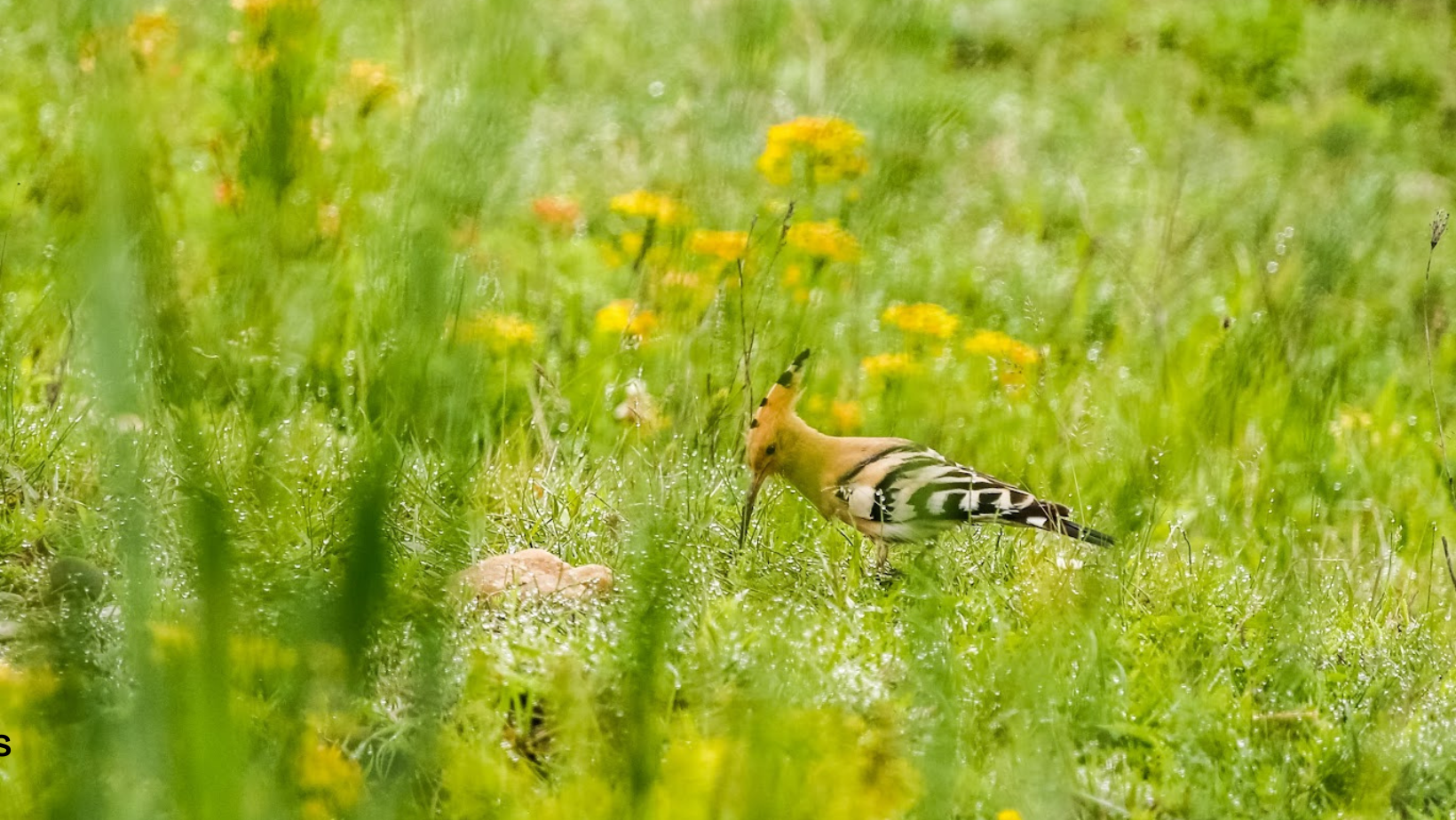 Hands off nature • Societatea Ornitologică Romană