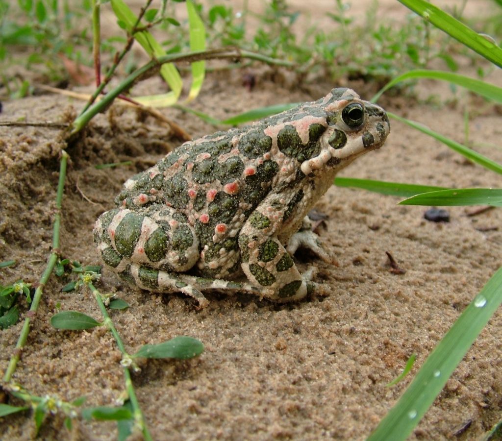 Nu doar păsările migrează primăvara. Șoferi, atenție la amfibieni ...