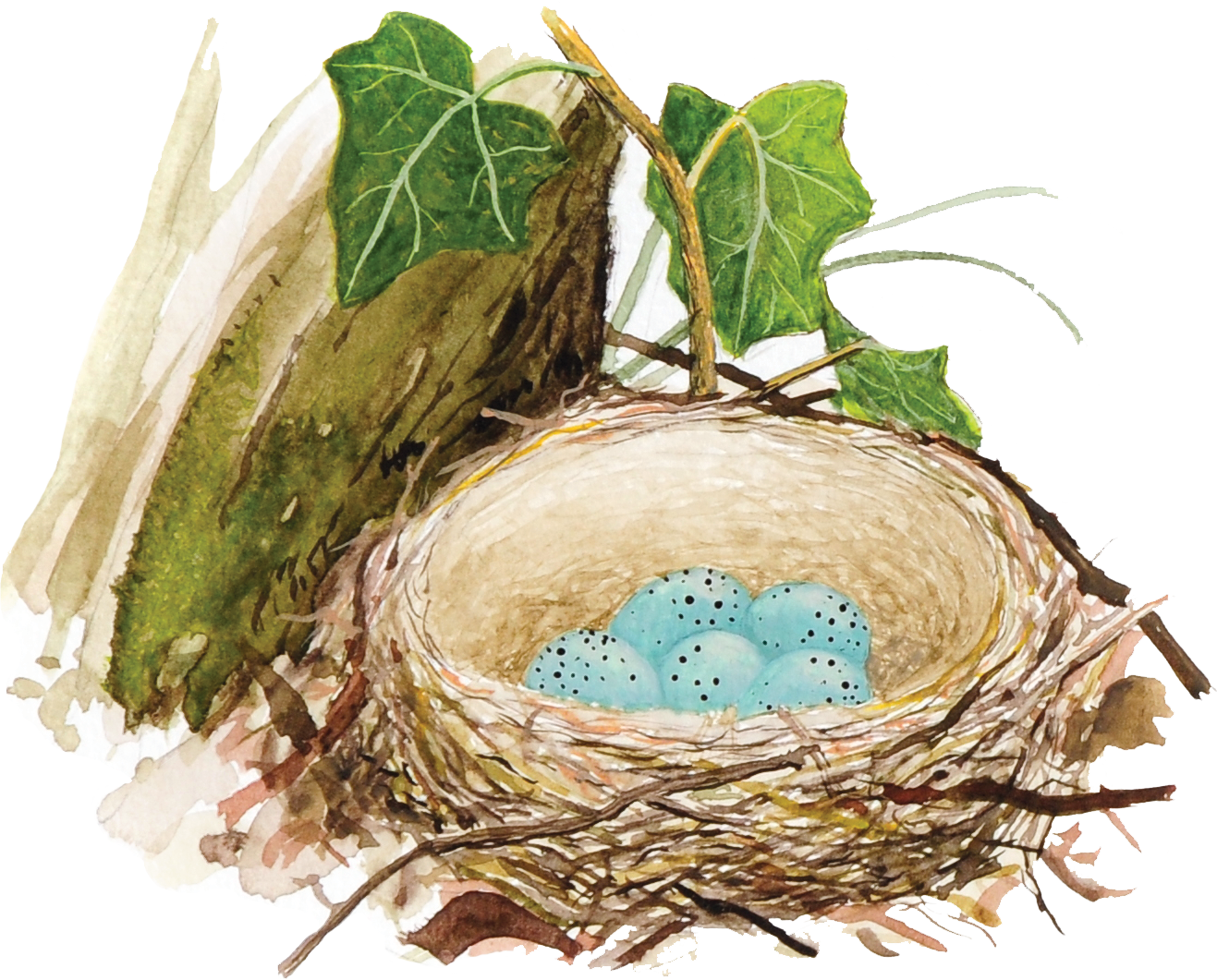 Cum protejăm cuiburile păsărilor: dacă le apreciezi, nu le deranjezi ...