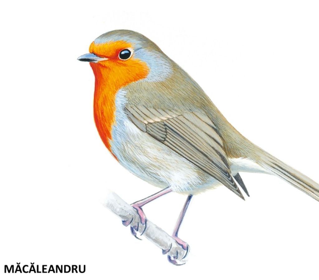 Planșe de colorat • Societatea Ornitologică Romană