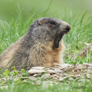 Un mamifer mai puțin cunoscut din fauna noastră - marmota • Societatea ...