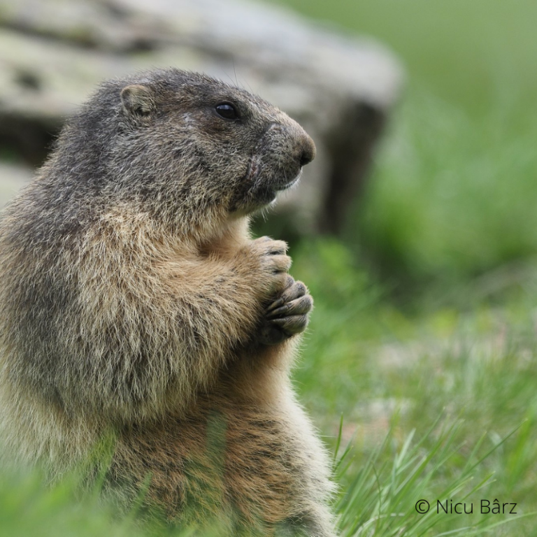 Un mamifer mai puțin cunoscut din fauna noastră - marmota • Societatea ...