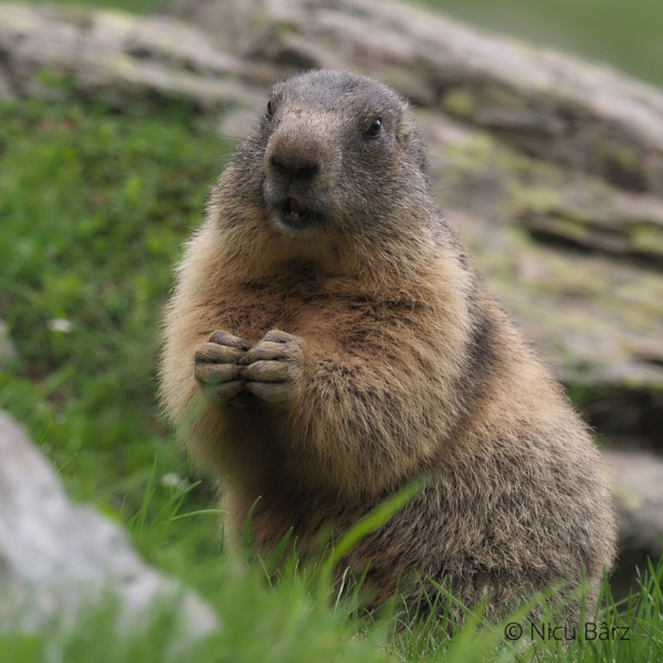 Un mamifer mai puțin cunoscut din fauna noastră - marmota • Societatea ...