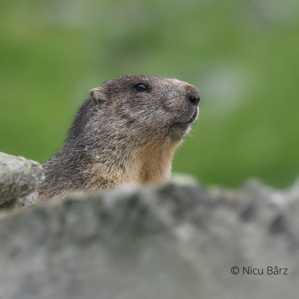 Un mamifer mai puțin cunoscut din fauna noastră - marmota