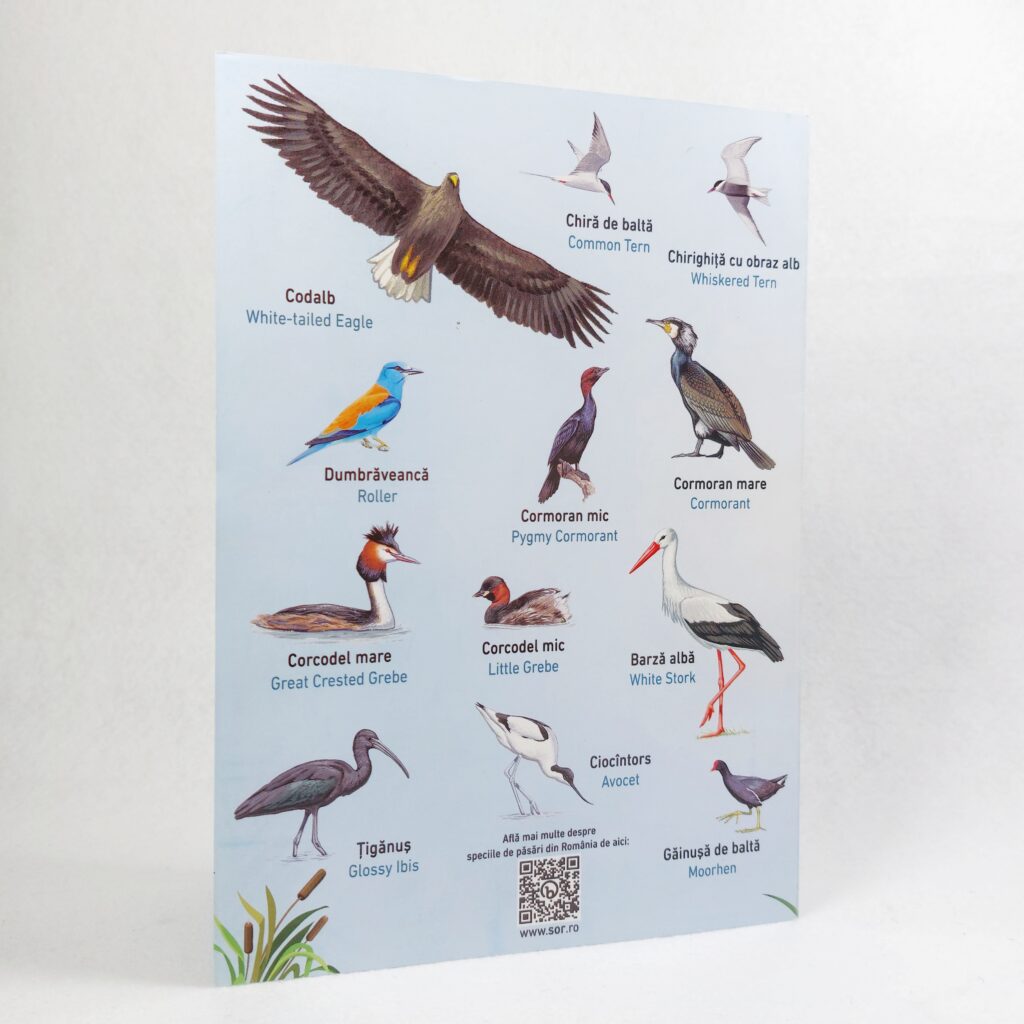 Pliant Păsări din habitate acvatice • Societatea Ornitologică Romană