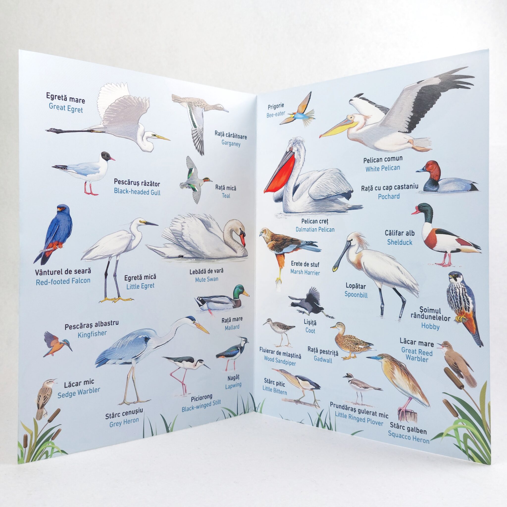 Pliant Păsări din habitate acvatice • Societatea Ornitologică Romană
