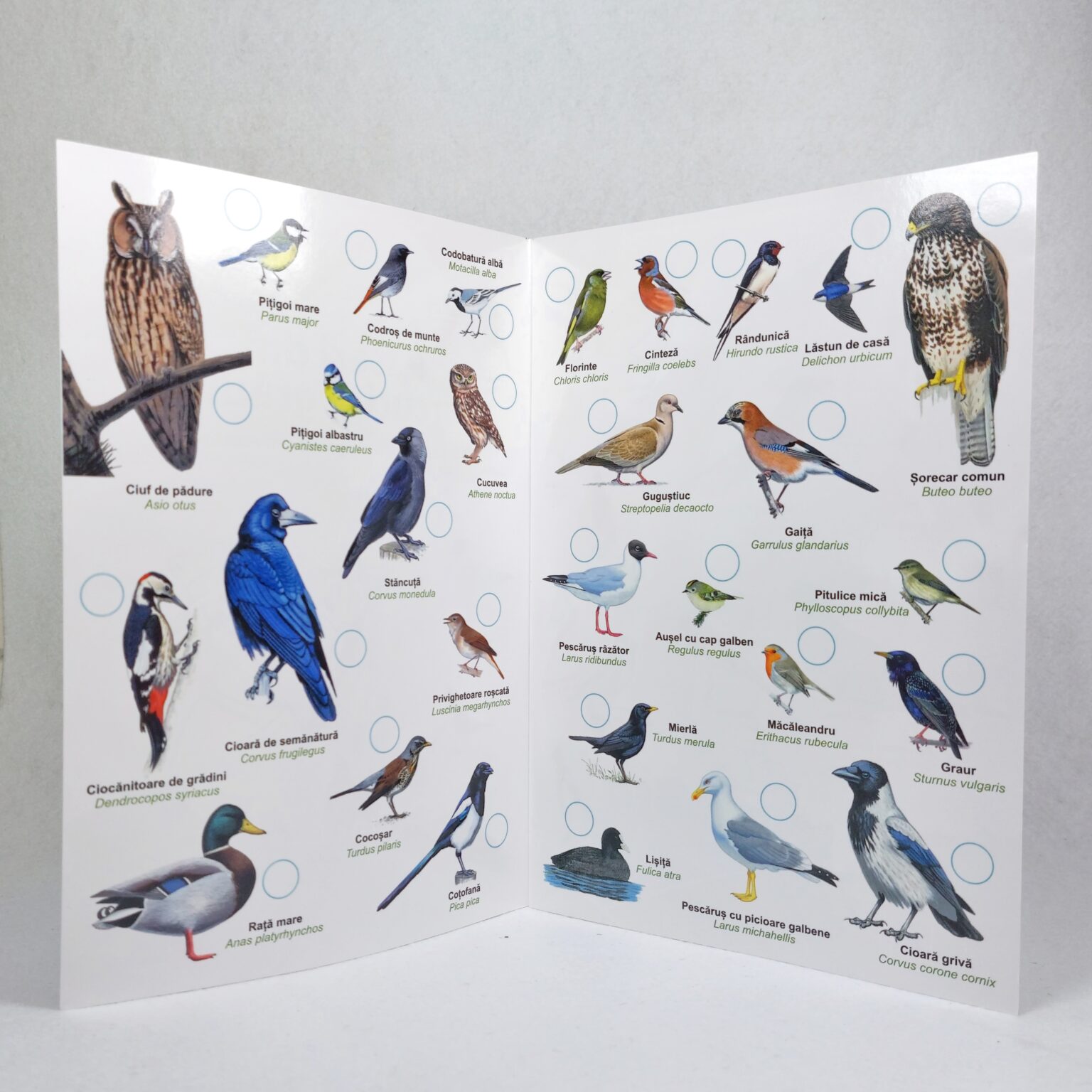 Pliant Păsări din parcuri și grădini • Societatea Ornitologică Romană