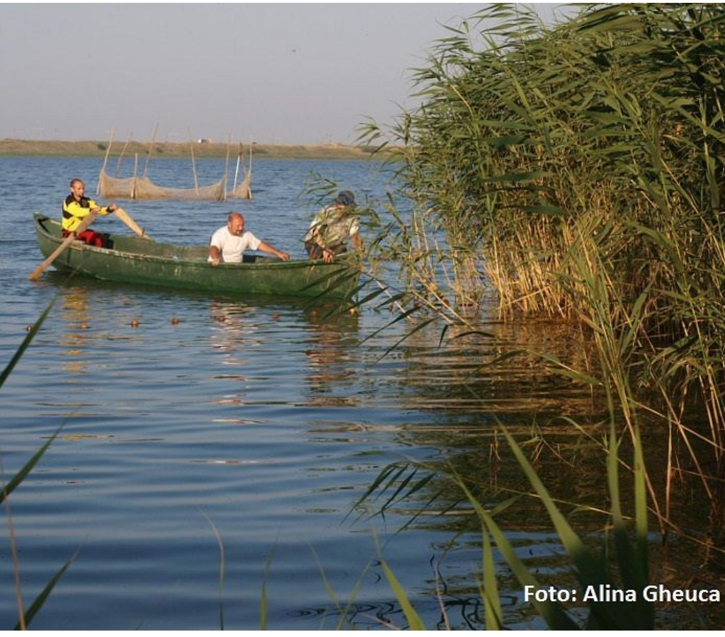 Operațiunea Monstrul pe Lacul Strachină • Societatea Ornitologică Romană