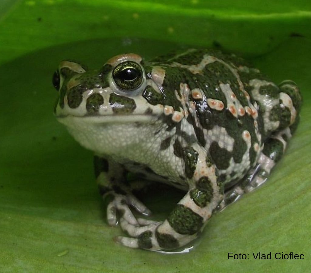 Broasca râioasă verde • Societatea Ornitologică Romană