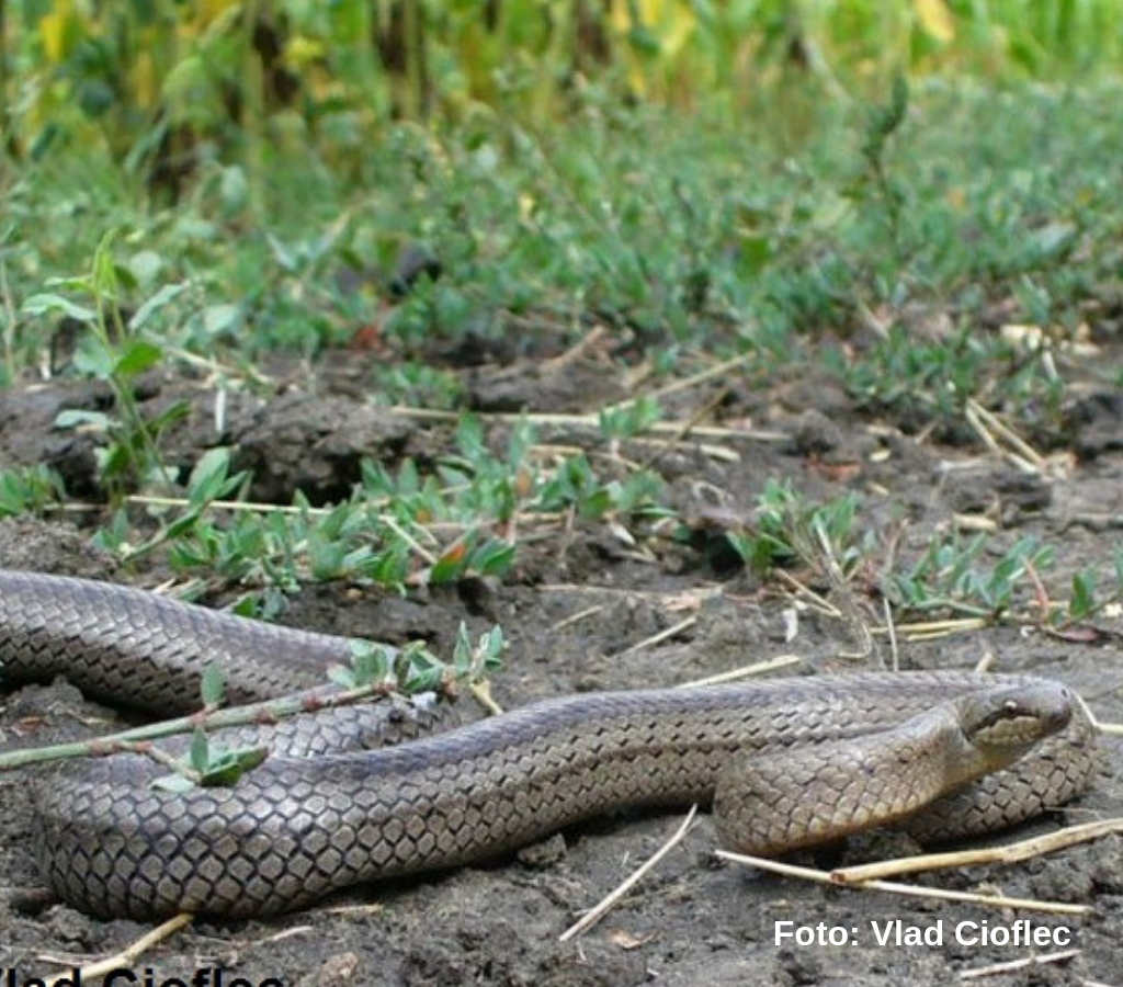Șarpele de alun • Societatea Ornitologică Romană