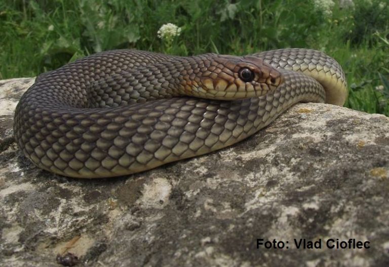 Șarpele rău • Societatea Ornitologică Romană