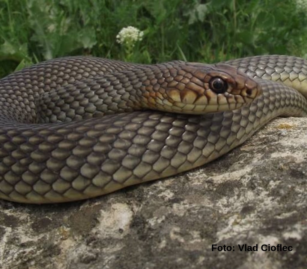 Șarpele rău • Societatea Ornitologică Romană