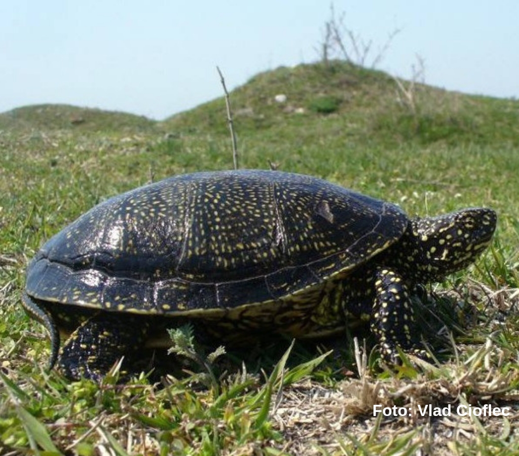 Țestoasa de apă • Societatea Ornitologică Romană