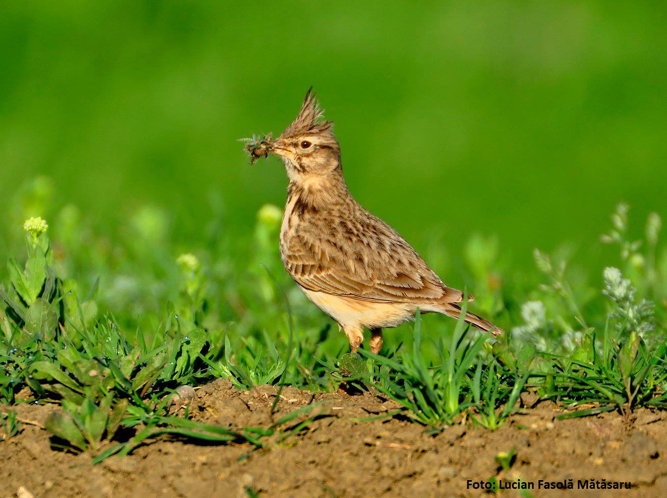Calendarul verde. Luna mai • Societatea Ornitologică Romană
