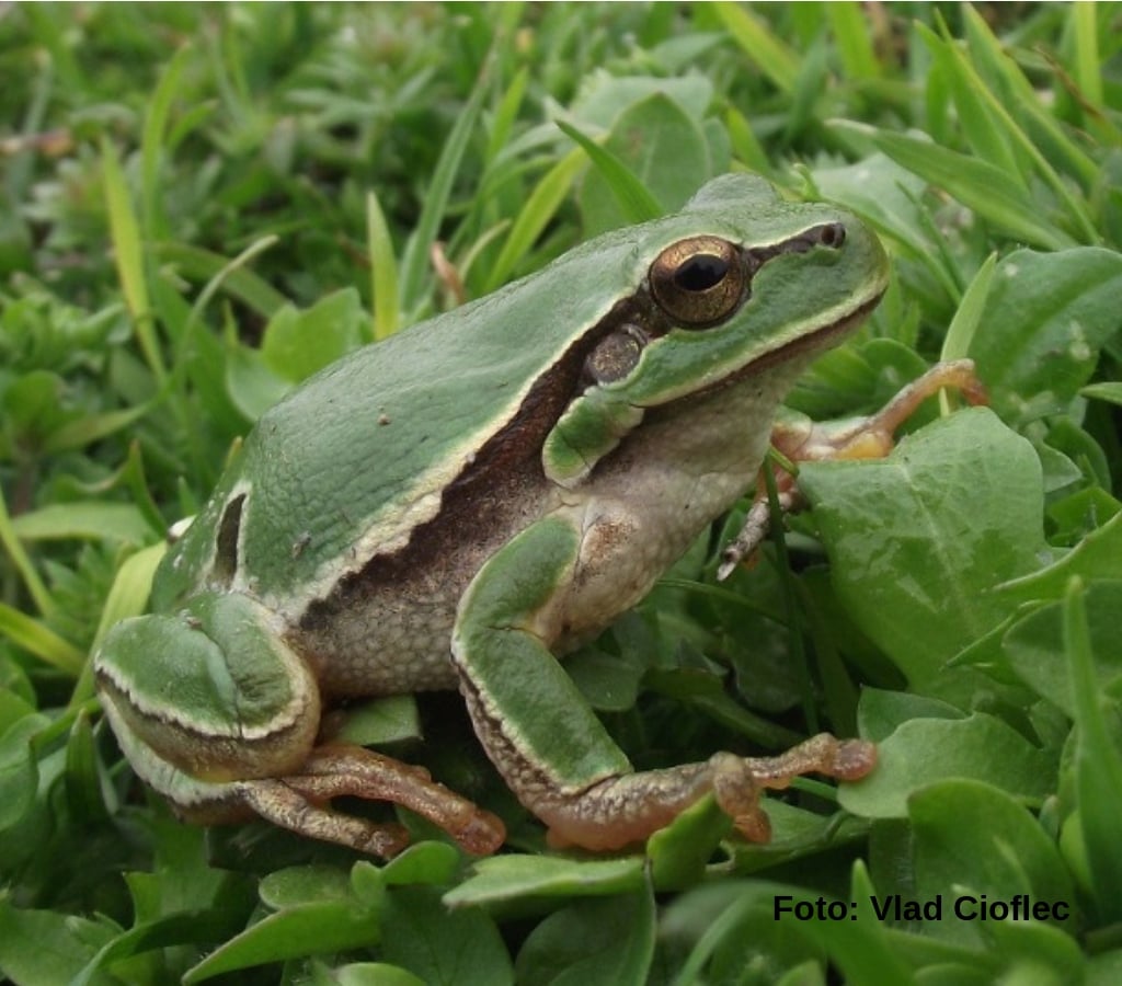 Brotăcelul • Societatea Ornitologică Romană