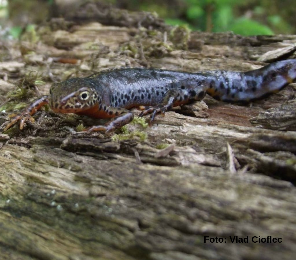 Tritonul de munte • Societatea Ornitologică Romană